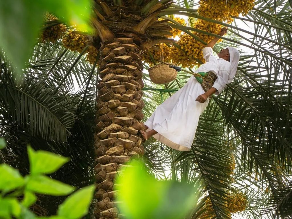 Saudi Arabia’s NEOM launches new sustainable food company - Topian ...