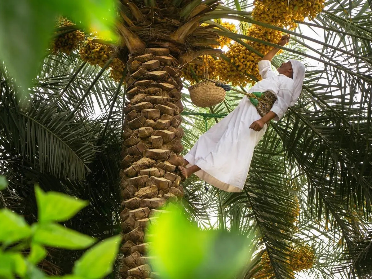 Saudi Arabia launches Dan Company to promote agritourism and ecotourism ...